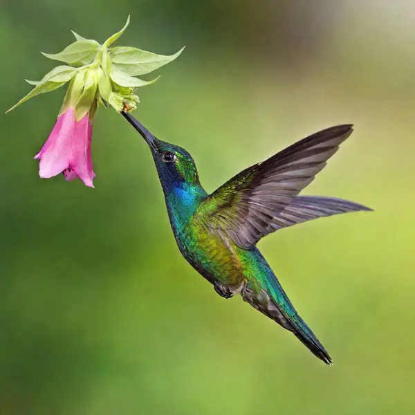 Colorful hummingbird Stock Photos, Royalty Free Colorful hummingbird ...