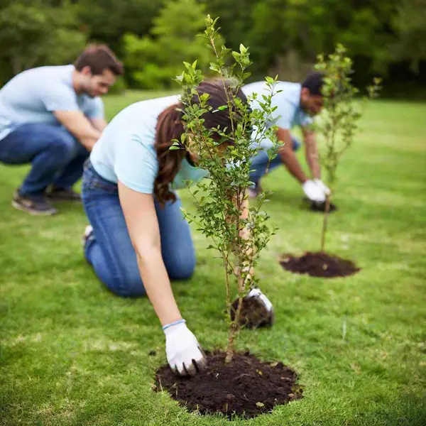 Tree planting Stock Photos, Royalty Free Tree planting Images ...