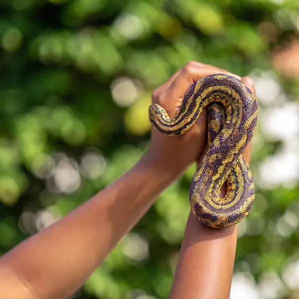 Woman holding snake Stock Photos, Royalty Free Woman holding snake ...