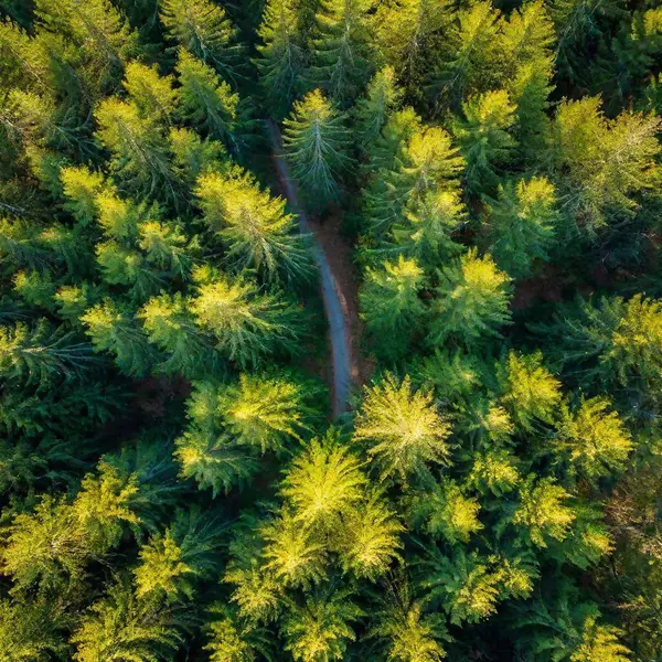 Tree top view Stock Photos, Royalty Free Tree top view Images ...