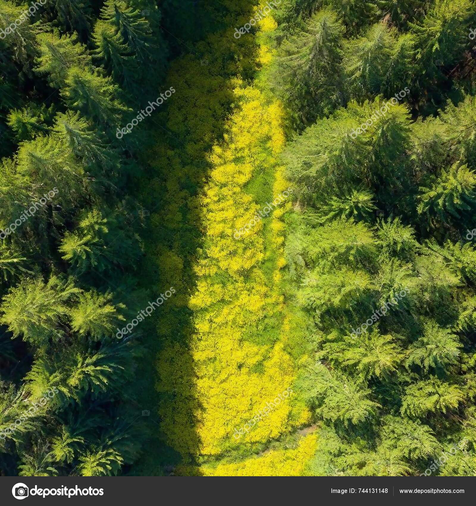Birds Eye View Shot Dandelion Field Bordered Forest Show Contrast ...
