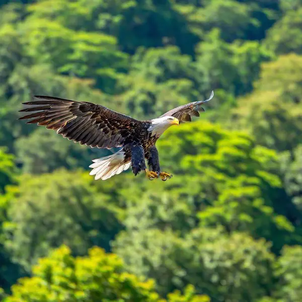 10,000,000+ imágenes de Aguila de mexico libres de derechos | Depositphotos