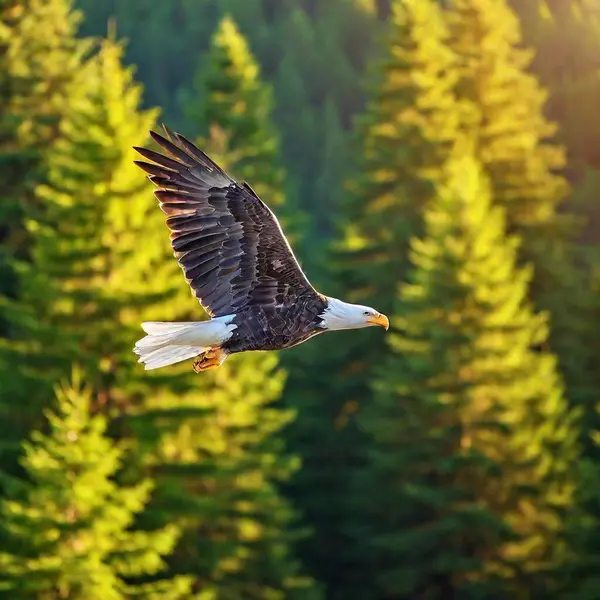 Forest eagle Stock Photos, Royalty Free Forest eagle Images | Depositphotos