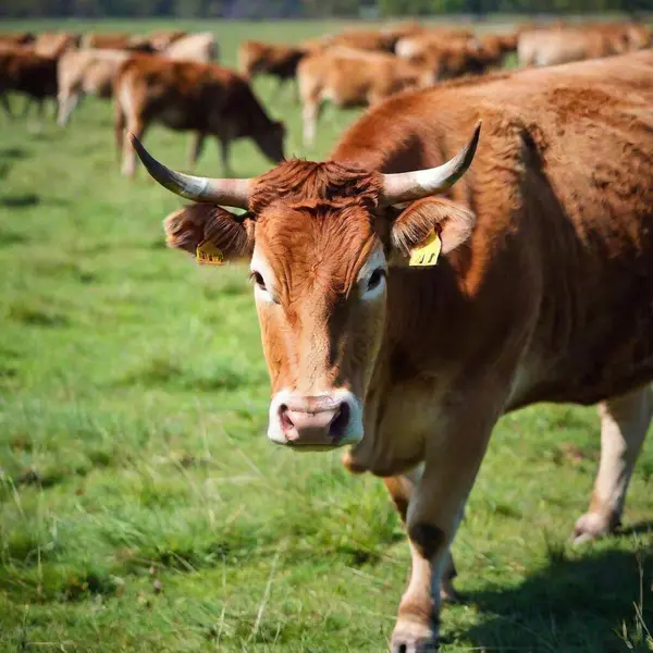 Immagini e foto stock di Il toro | Depositphotos