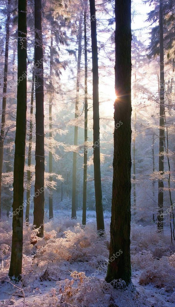 Rainbow Frosted Forest: Un bosque de invierno helado donde las heladas ...