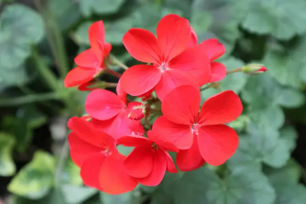 Geranium flower Stock Photos, Royalty Free Geranium flower Images ...
