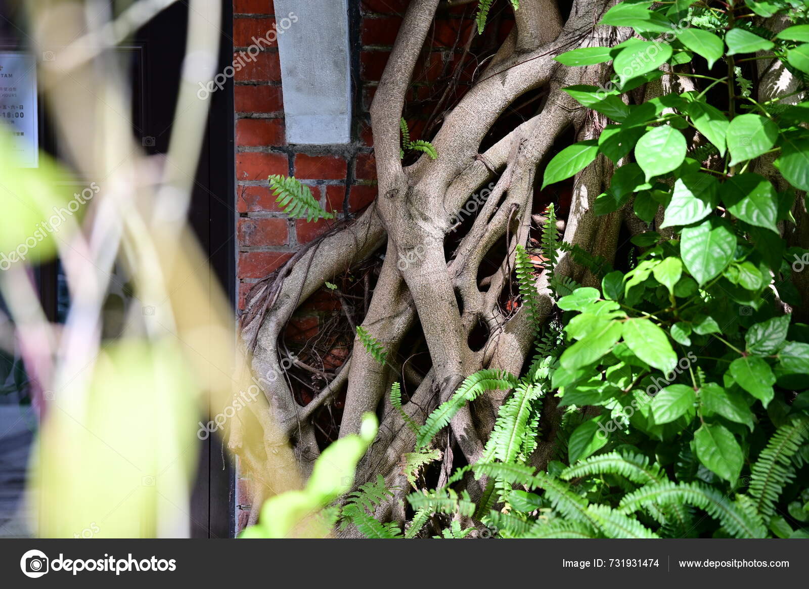 Photo Captures Banyan Tree's Roots Red Brick Wall Sunlight Illuminating ...