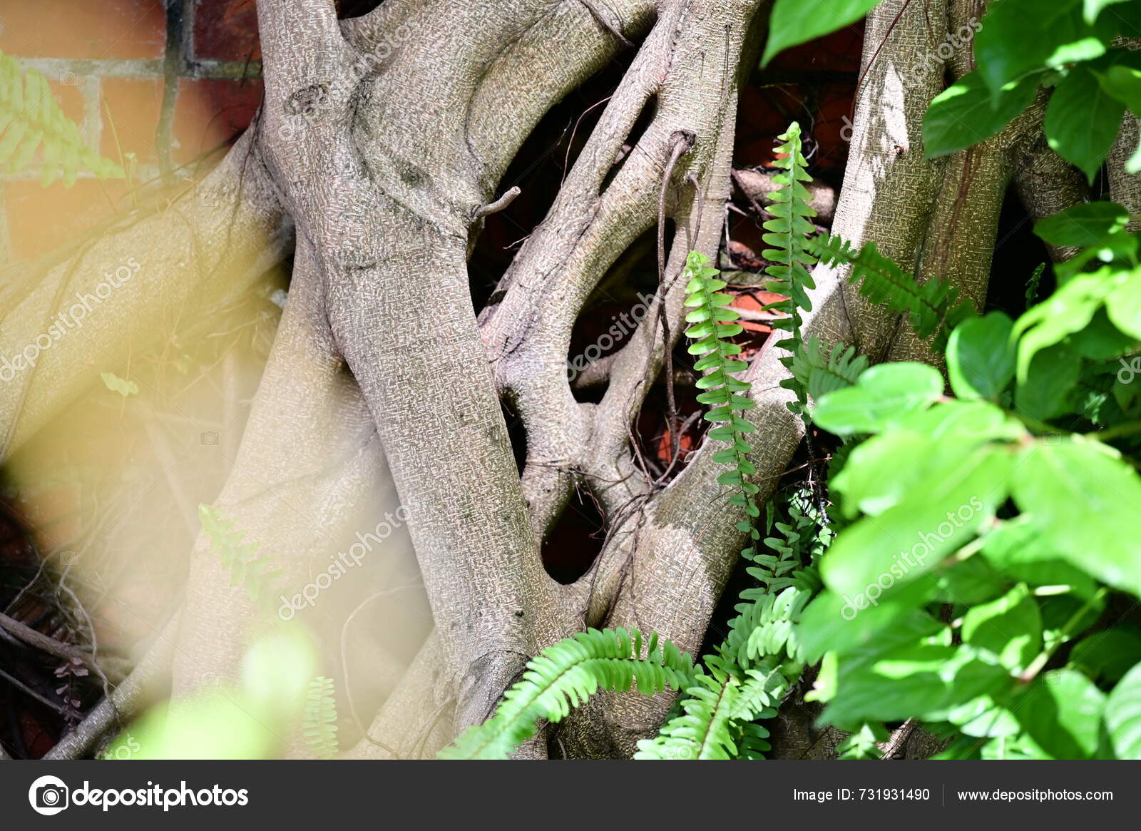 Photo Captures Banyan Tree's Roots Red Brick Wall Sunlight Illuminating ...