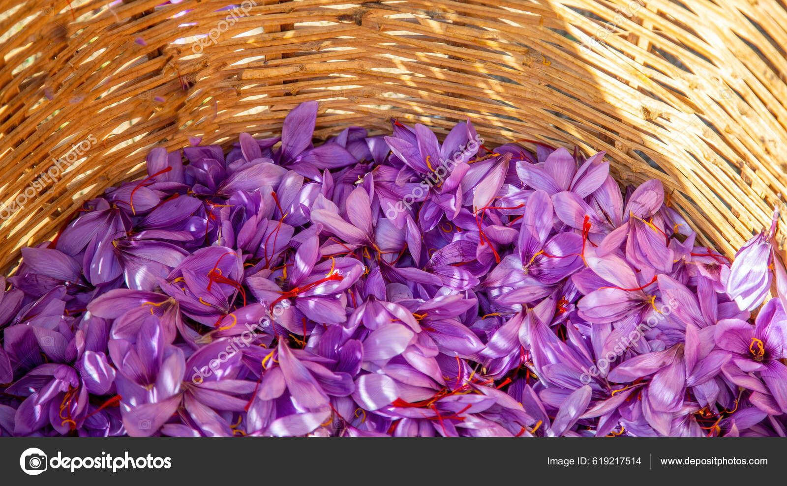 Saffron Flowers Background Harvest Collection Season Crocus Sativus ...