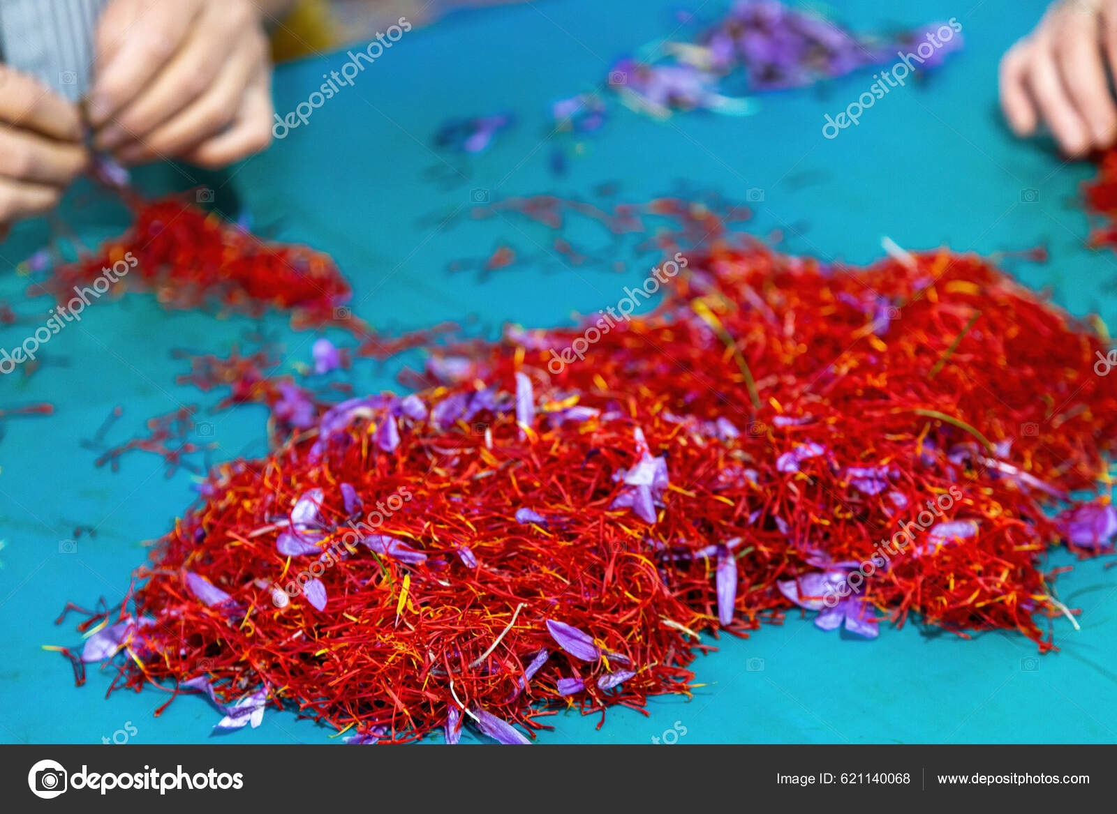Saffron Process Flower Stamens Petals Pile Close Blur Hands Separate ...