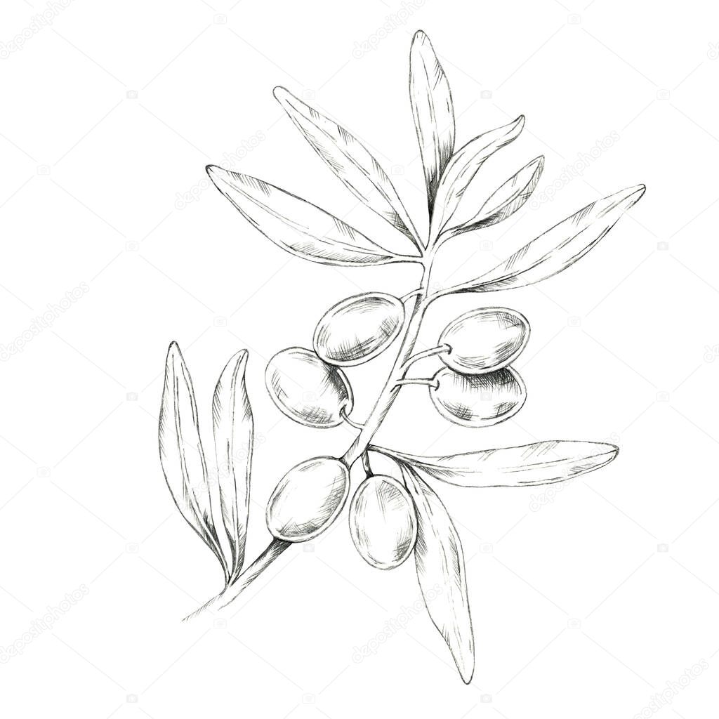 Rama de olivo con múltiples aceitunas y hojas delicadas. Clipart de ...