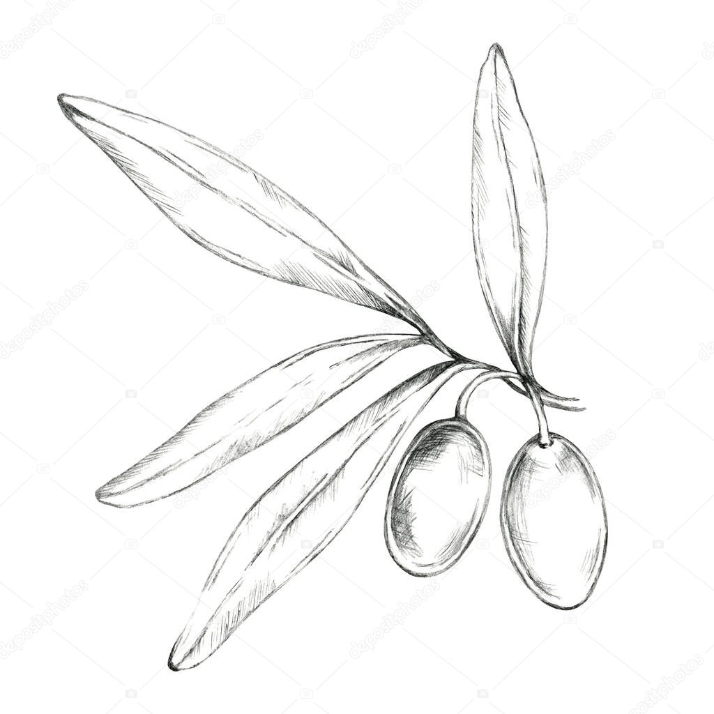 Rama de olivo con dos aceitunas regordetas y un par de hojas alargadas ...