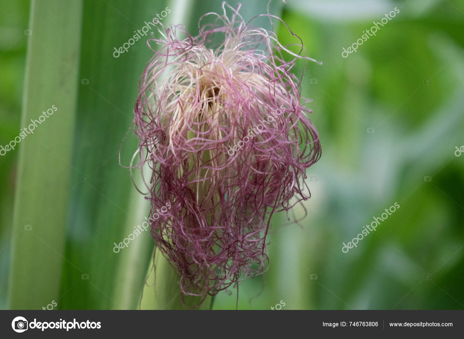 Close Photo Beautiful Kash Flower Captured Sunset Soft White Feather ...