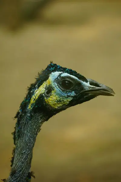 Cassowary bird Stock Photos, Royalty Free Cassowary bird Images ...
