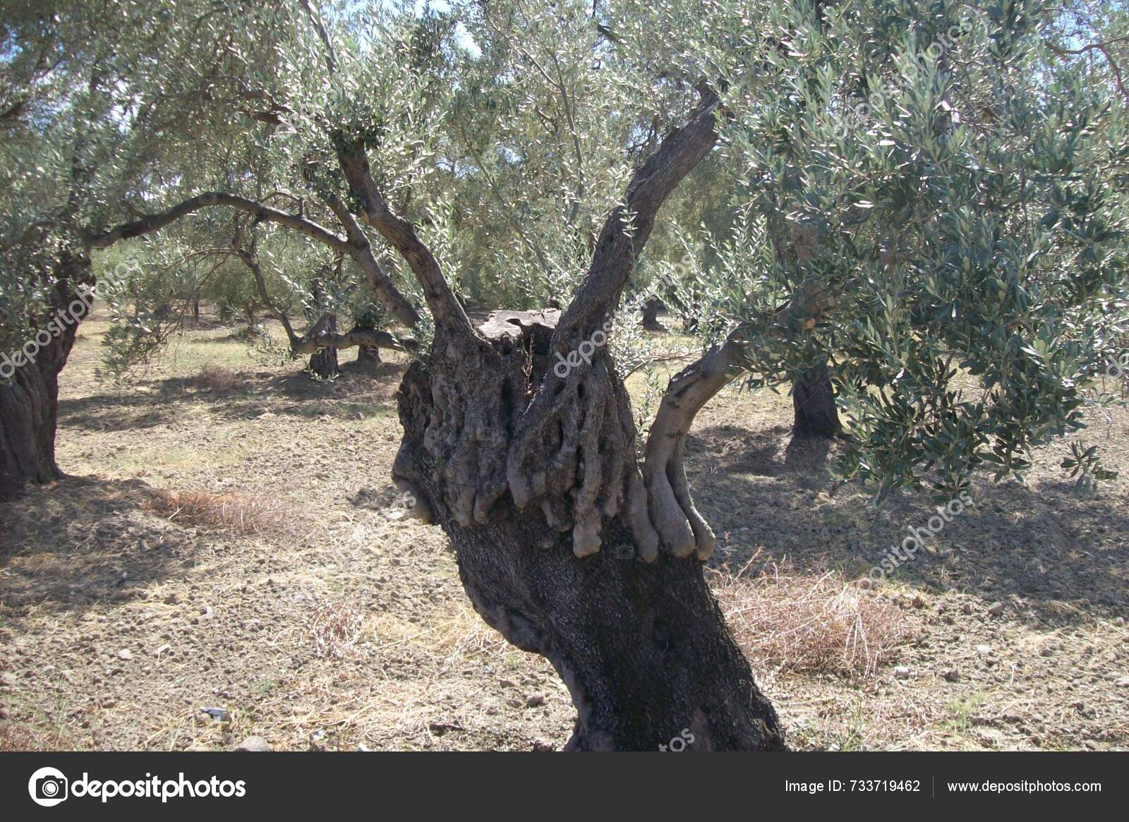 Centuries Old Olive Trees World Famous Olive Gardens Puglia Twisted ...