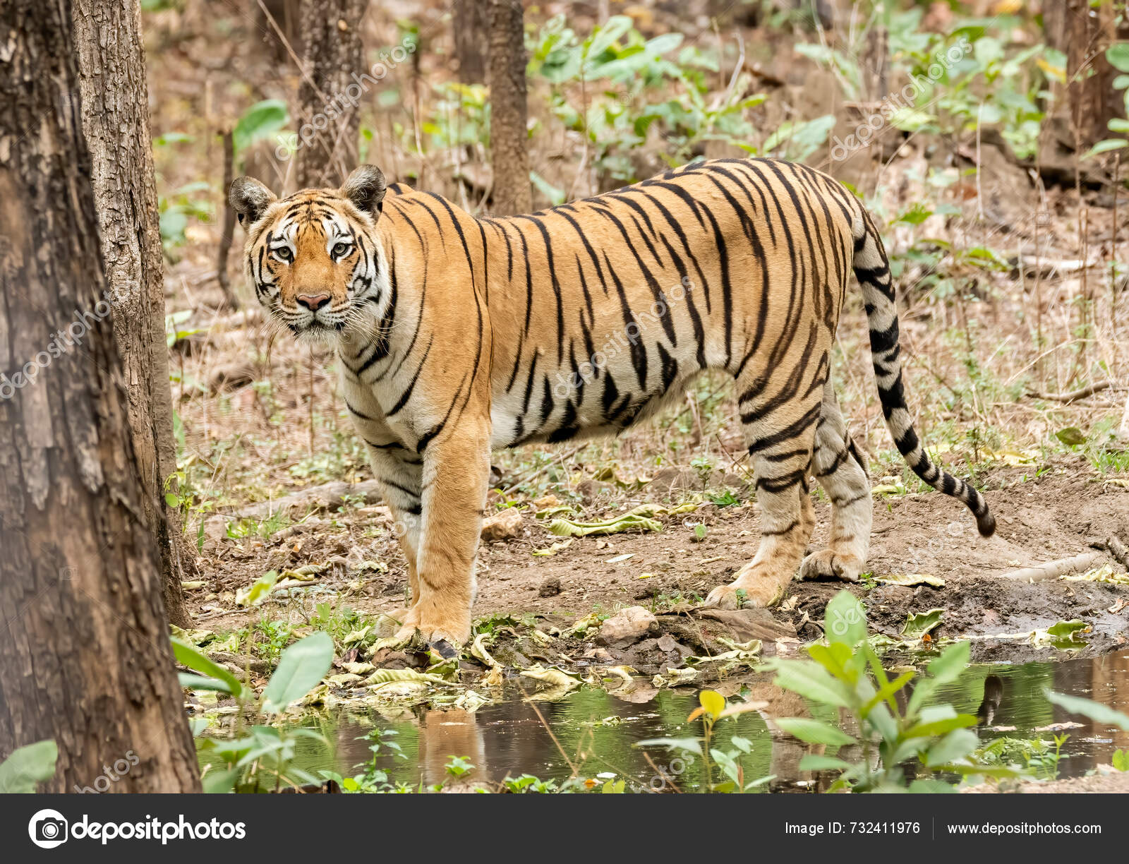 Dominant Tigress Named Baras Checking Out Surrounding Waterhole Pench ...