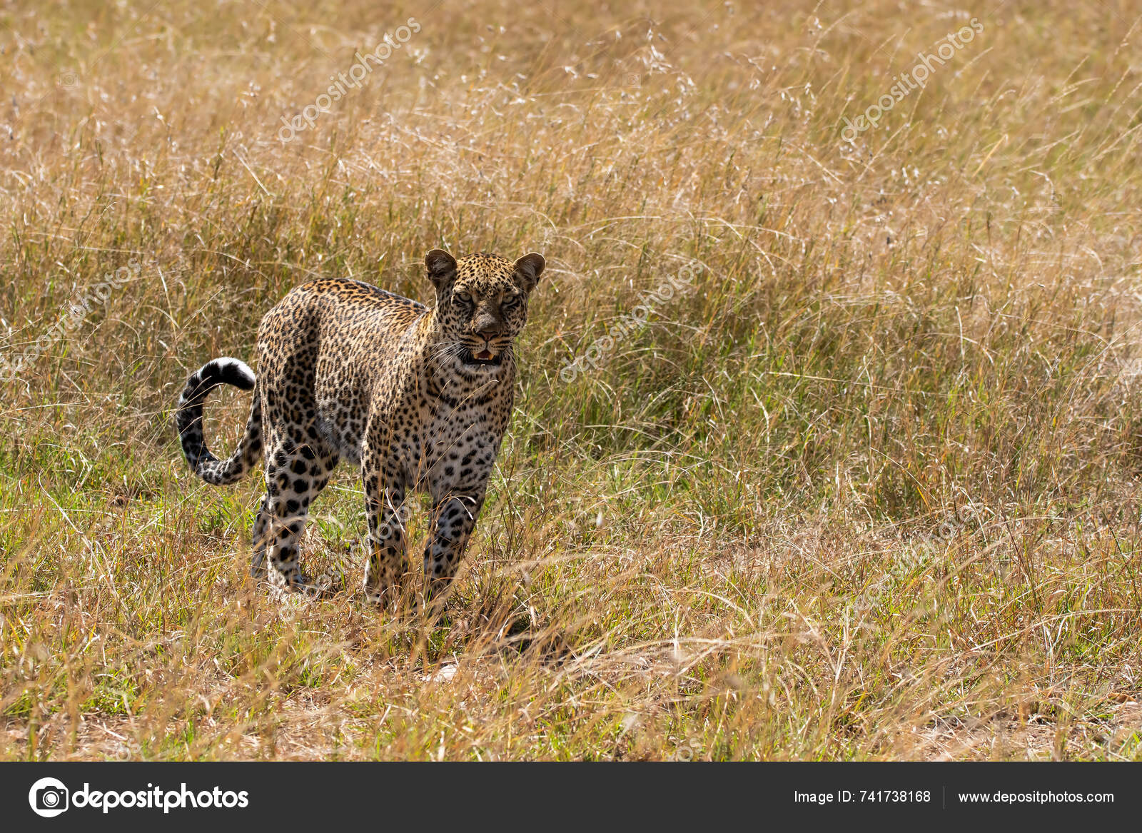 Female Leopard Walking High Grasses Grasslands Masai Mara National ...