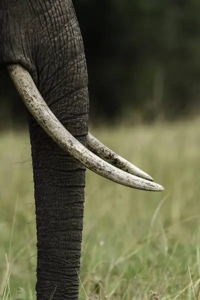 Elephant trunk Stock Photos, Royalty Free Elephant trunk Images ...