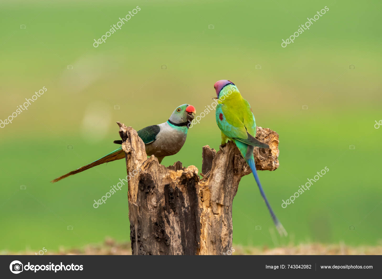 Malabar Parakeets Fighting Plum Headed Parakeet Better Place Feeding ...