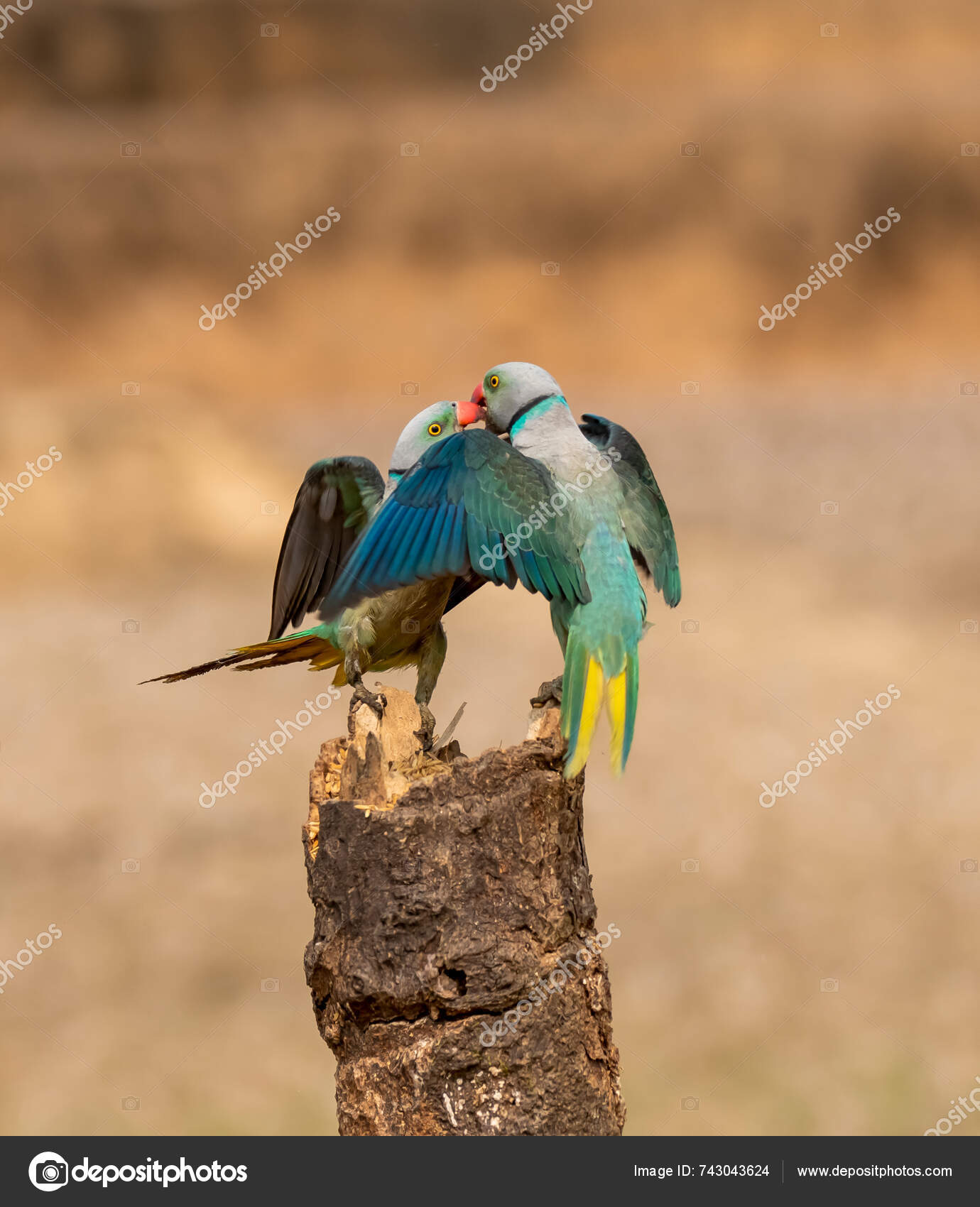 Two Malabar Parakeets Fighting Better Place Feeding Point Outskirts ...