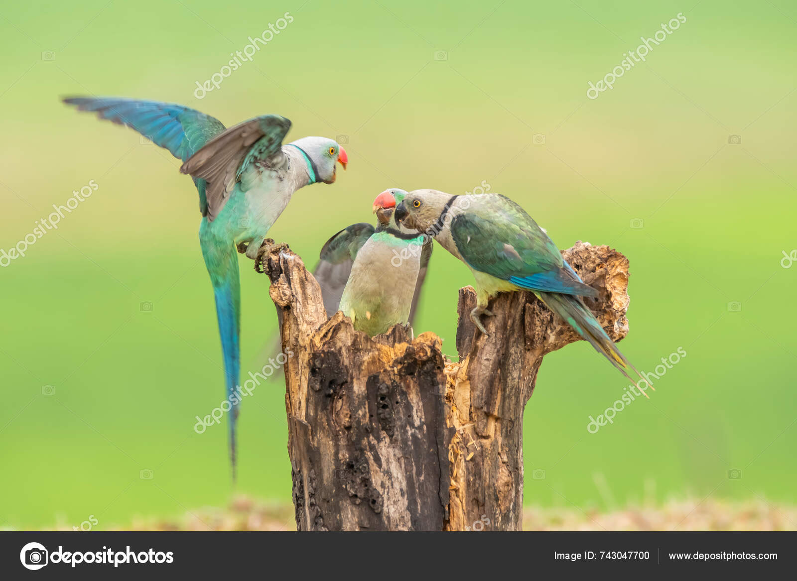 Two Malabar Parakeets Fighting Place Feeding Point Outskirts Shivmoga ...