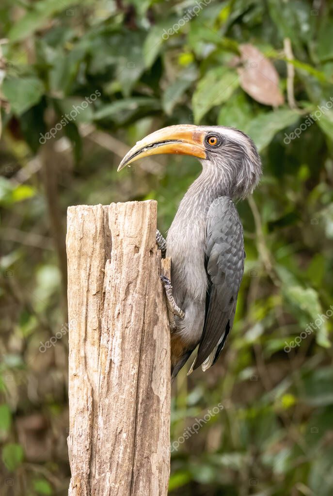 Un corneta gris malabar encaramado en la parte superior de un árbol ...