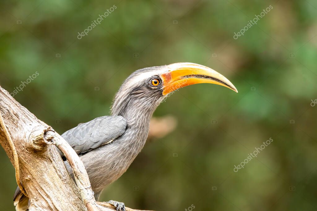 Un corneta gris malabar encaramado en la parte superior de un árbol ...