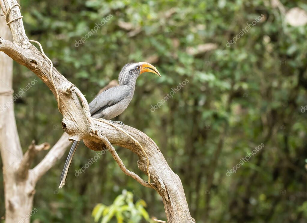 Un corneta gris malabar encaramado en la parte superior de un árbol ...