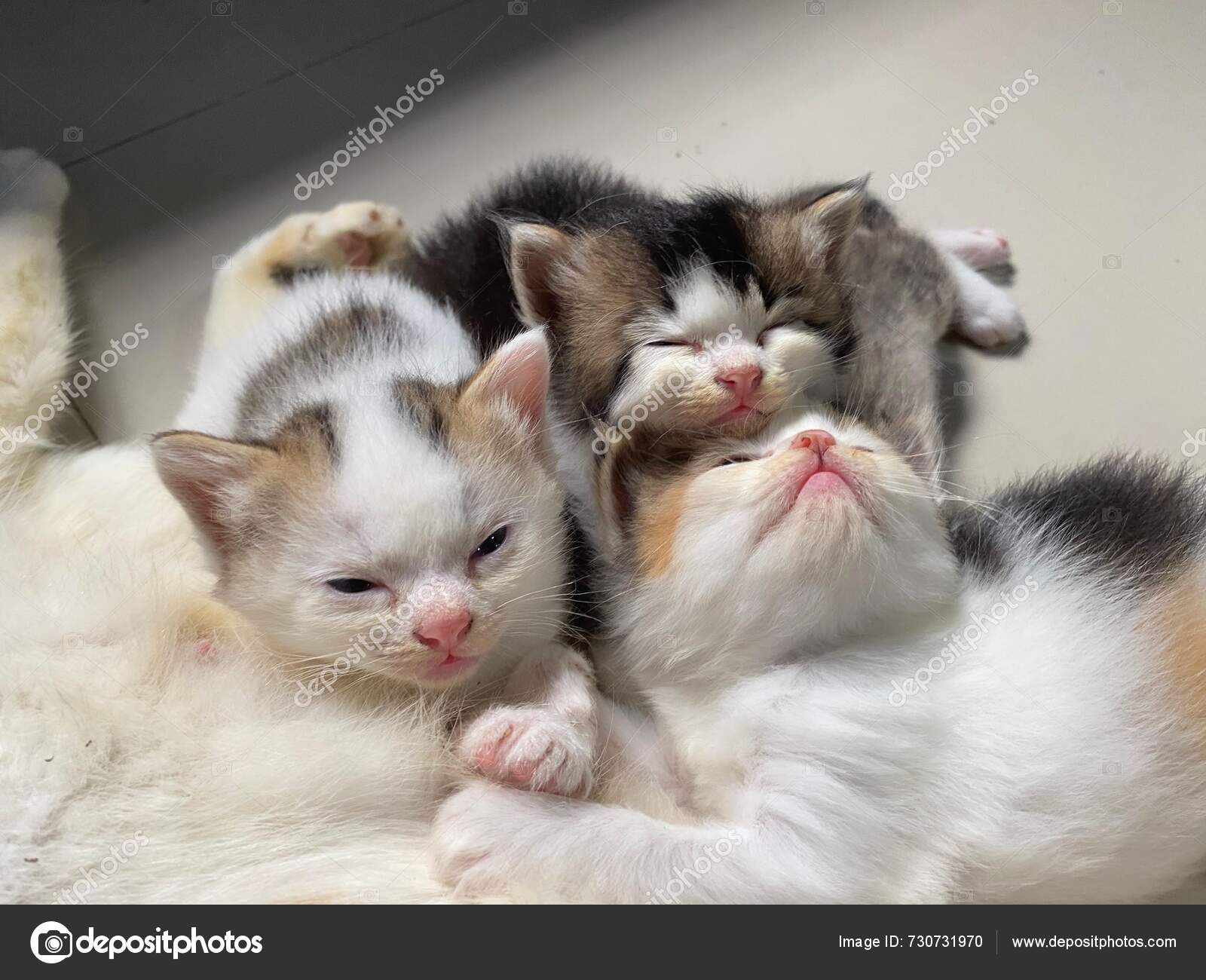 Three Cute Little Kittens Lying — Stock Photo © dwinovilkham.s #730731970