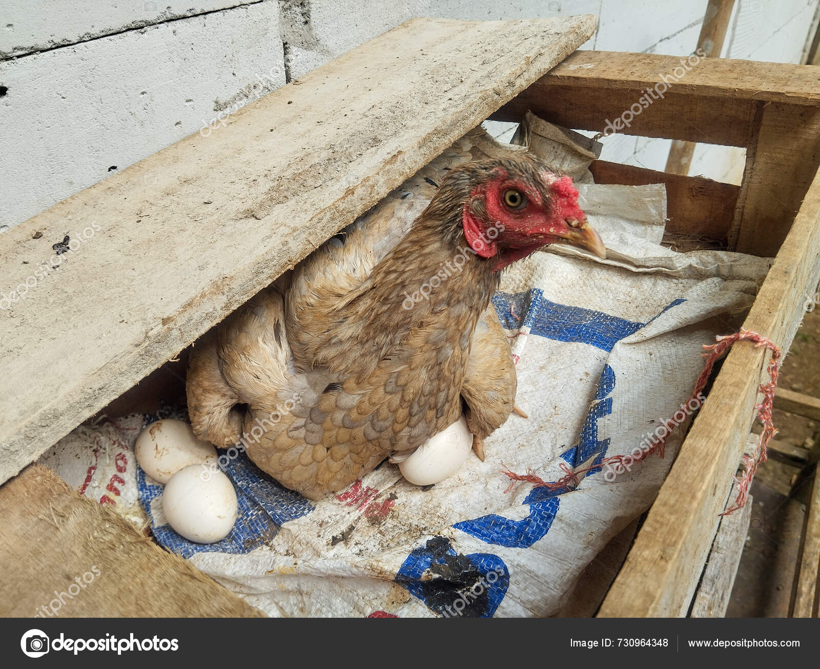 Hen Brooding Her Eggs Wooden Box — Stock Photo © dwinovilkham.s #730964348