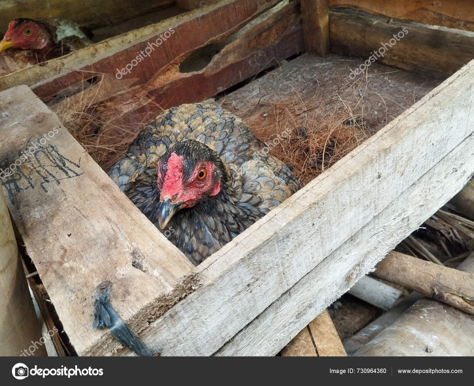 Hen Brooding Her Eggs Wooden Box — Stock Photo © dwinovilkham.s #730964360