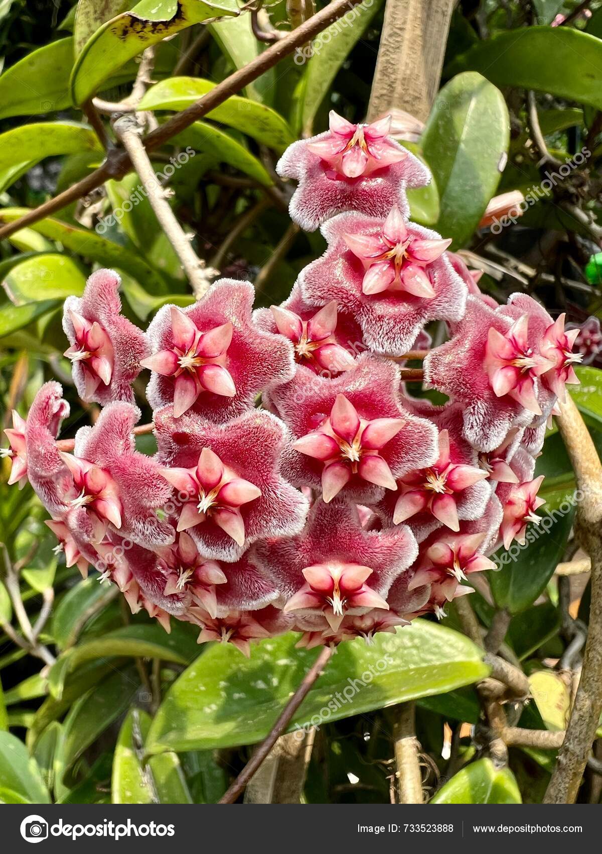 Beautiful Closeup Photo Red Roses Hoya Pubicalyx Leaf Background ...