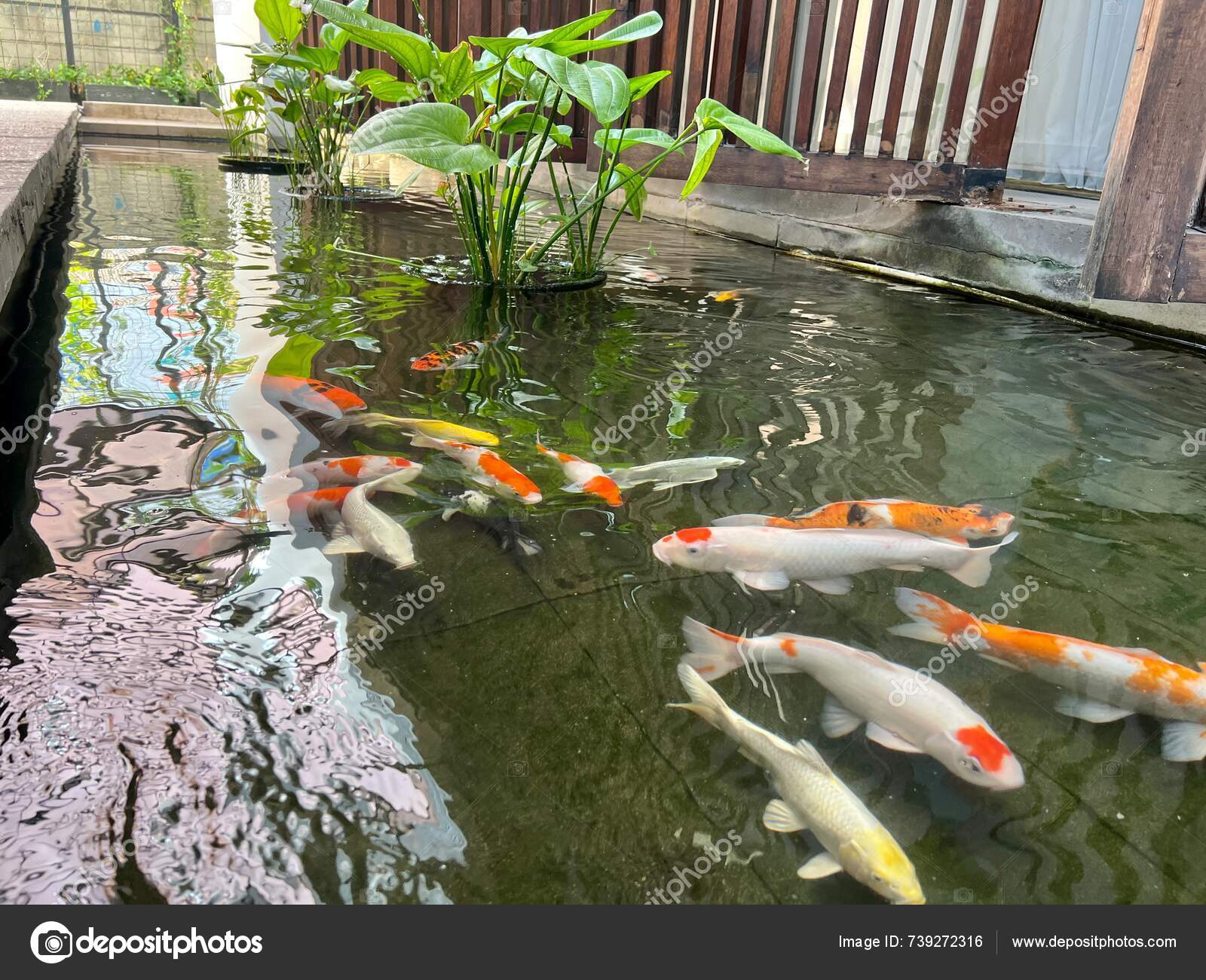 Koi Fish Pond — Stock Photo © nayakun #739272316