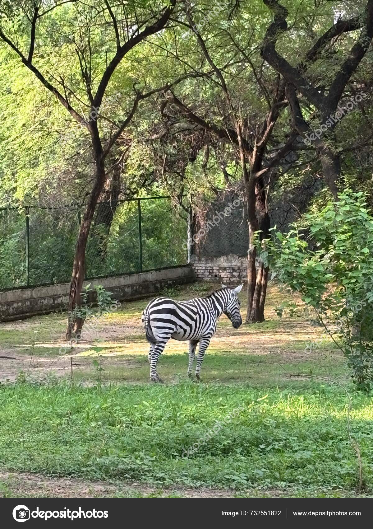 Photo Zebra Zoo Enclosure Zebra Standing Grass Looking Enclosure ...
