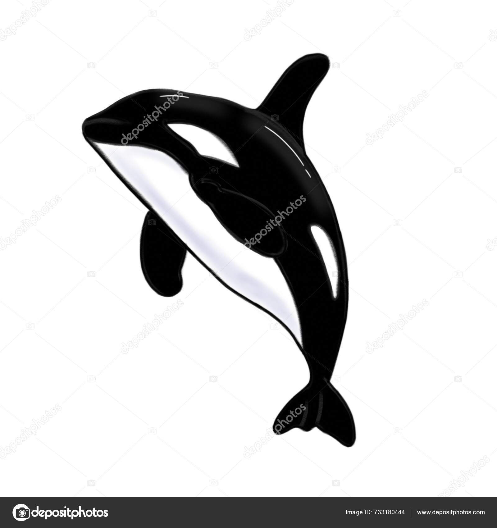 Orca Whale Vector Illustration — Stock Photo © Liart_5 #733180444