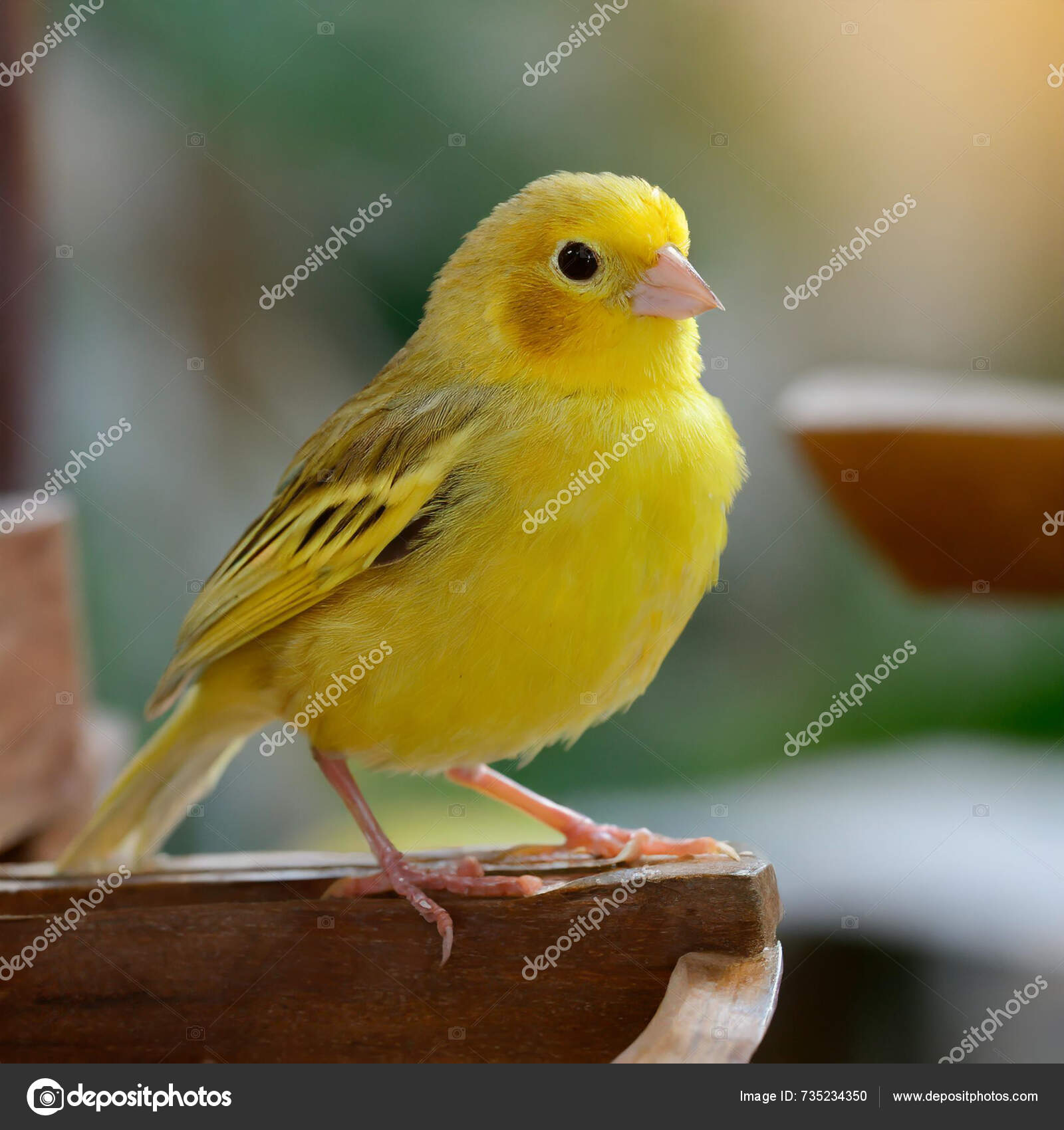 Close Yellow Yellow Bird — Stock Photo © c.dltrz #735234350