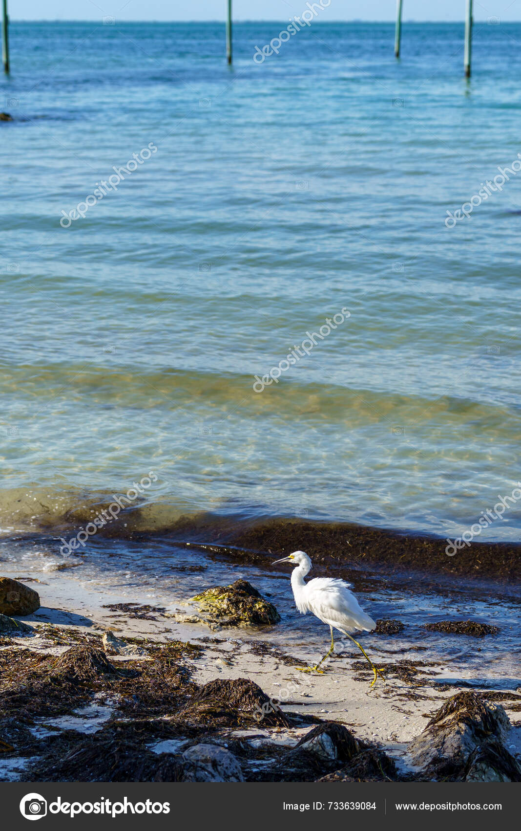 White Crane Bird Walking Gulf Coast — Stock Photo © UA-Visions #733639084