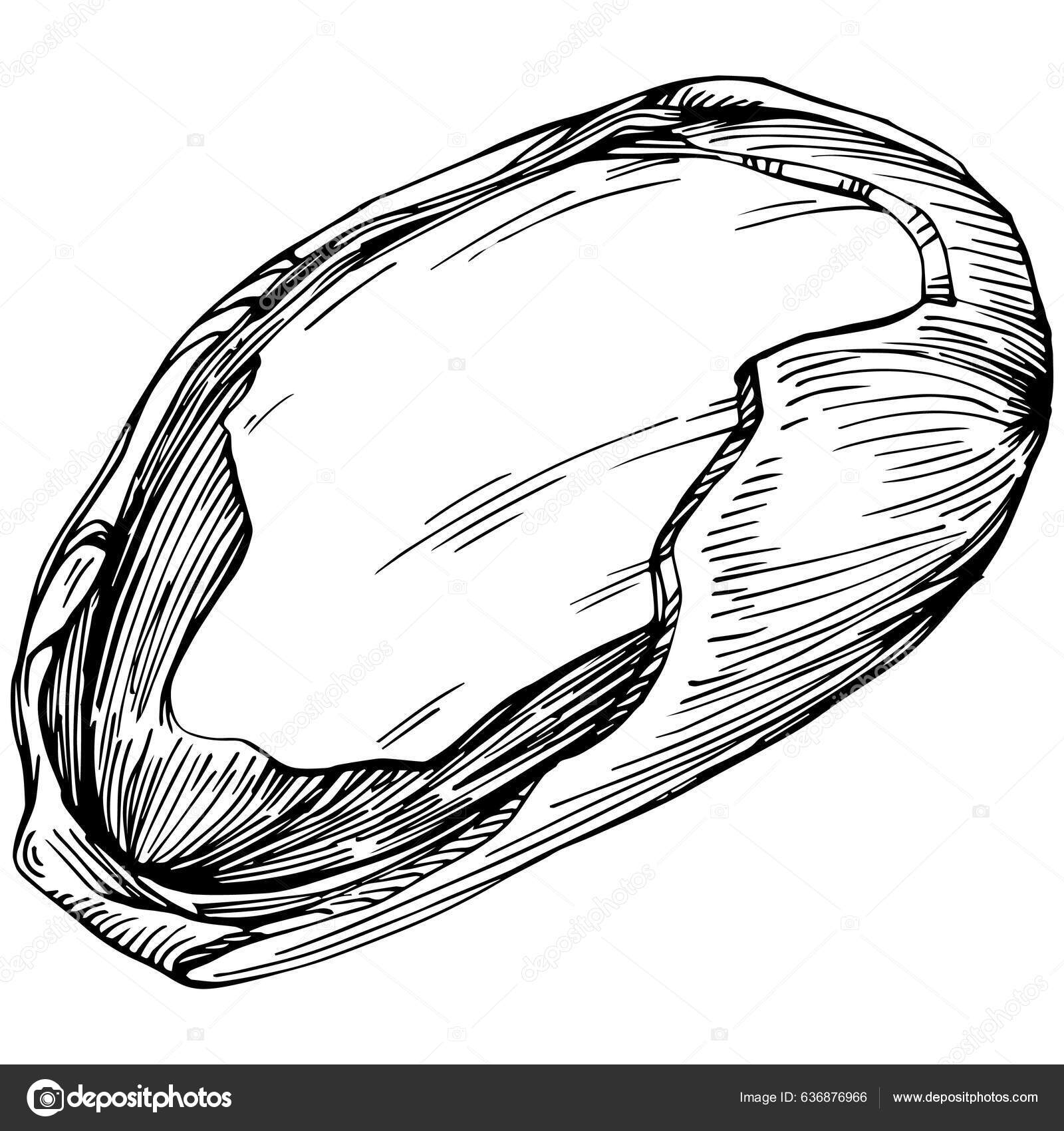 Brazilian Nut Brazil Nut Hand Drawn Vector Illustration Isolated ...