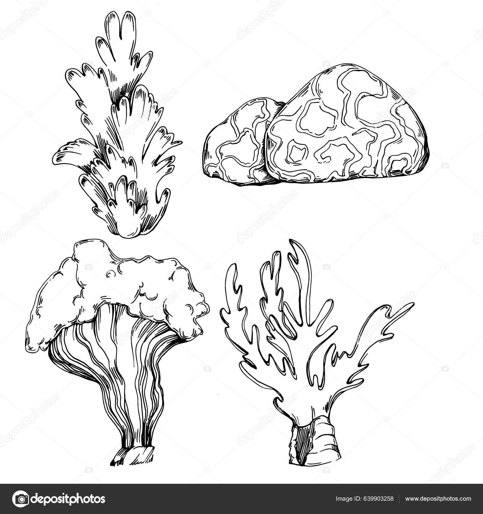 Hand Drawn Corals Isolated White Sketch Drawing 图库矢量图©AcantStudio 639903258
