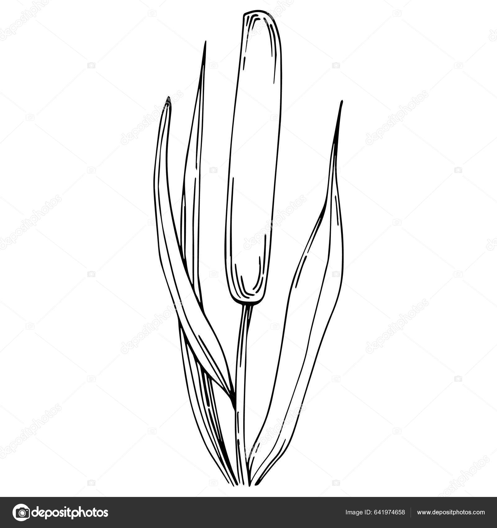 Sketch Reed Plant Isolated White Background Stock Vector by ...