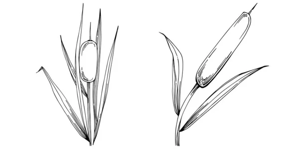 Sketch Reed Plant Isolated White Background Stock Vector by ...