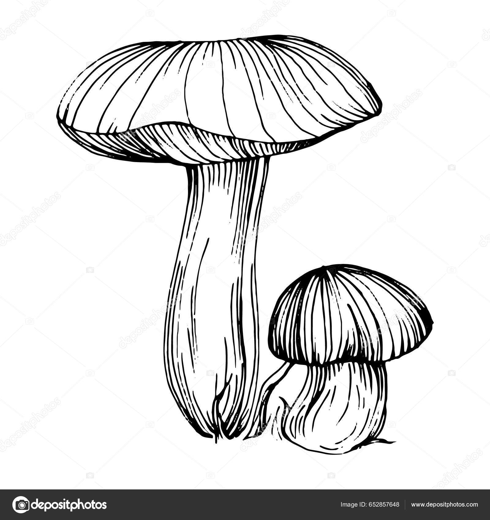 Boceto Ilustración Setas Para Logotipo Tatuaje Setas Altamente ...