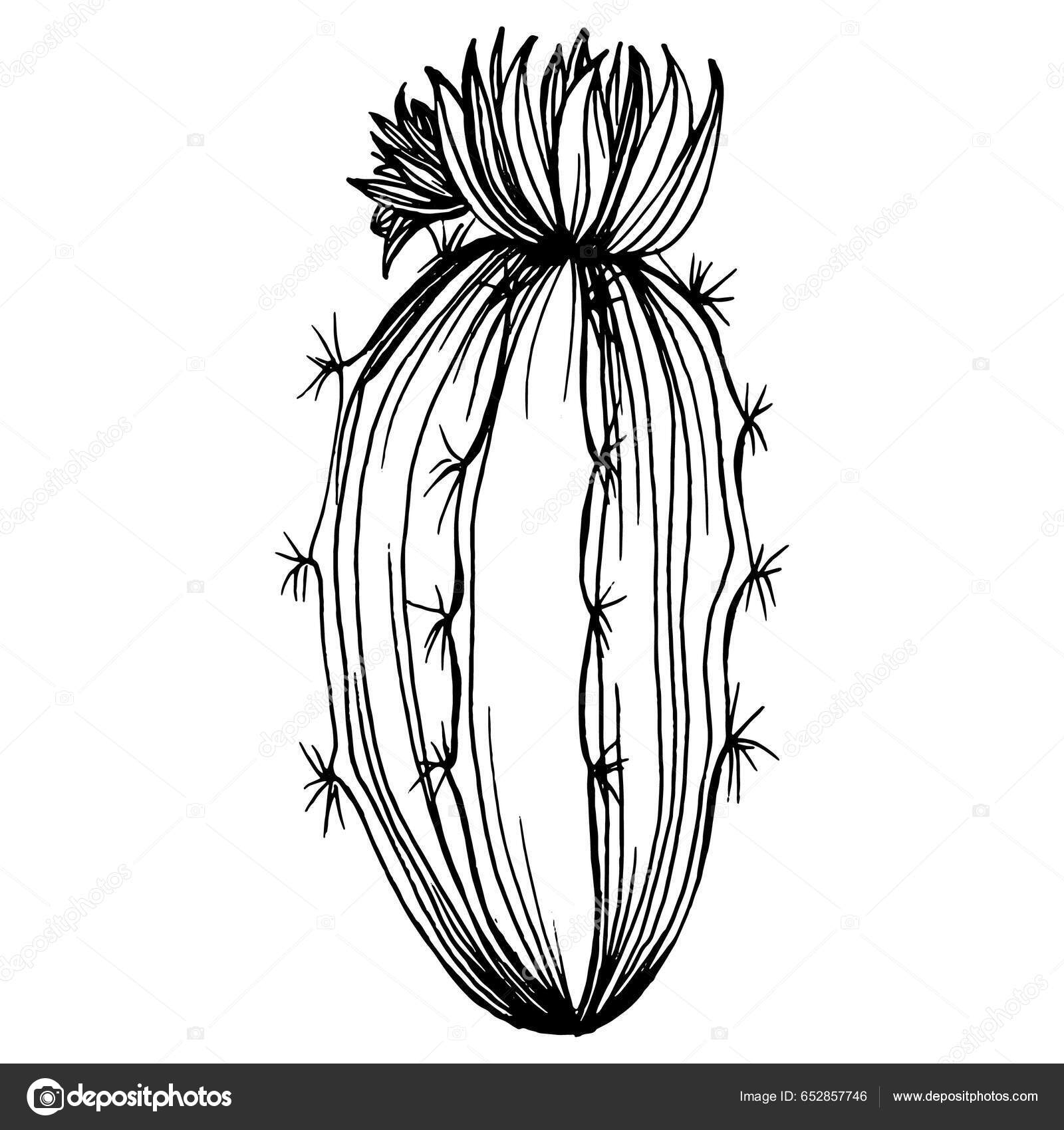 Boceto Cactus Para Logo Plantas Suculentas Florales Tatuaje Altamente ...