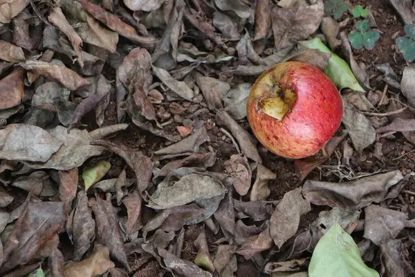 Rotting fruit Stock Photos, Royalty Free Rotting fruit Images ...