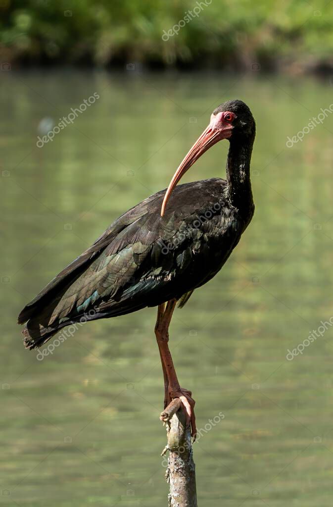 Phimosus infuscatus. Los ibis negros se ven cerca de un estanque ...