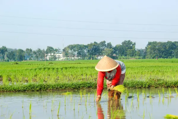 Repiquage du riz images libres de droit, photos de Repiquage du riz ...