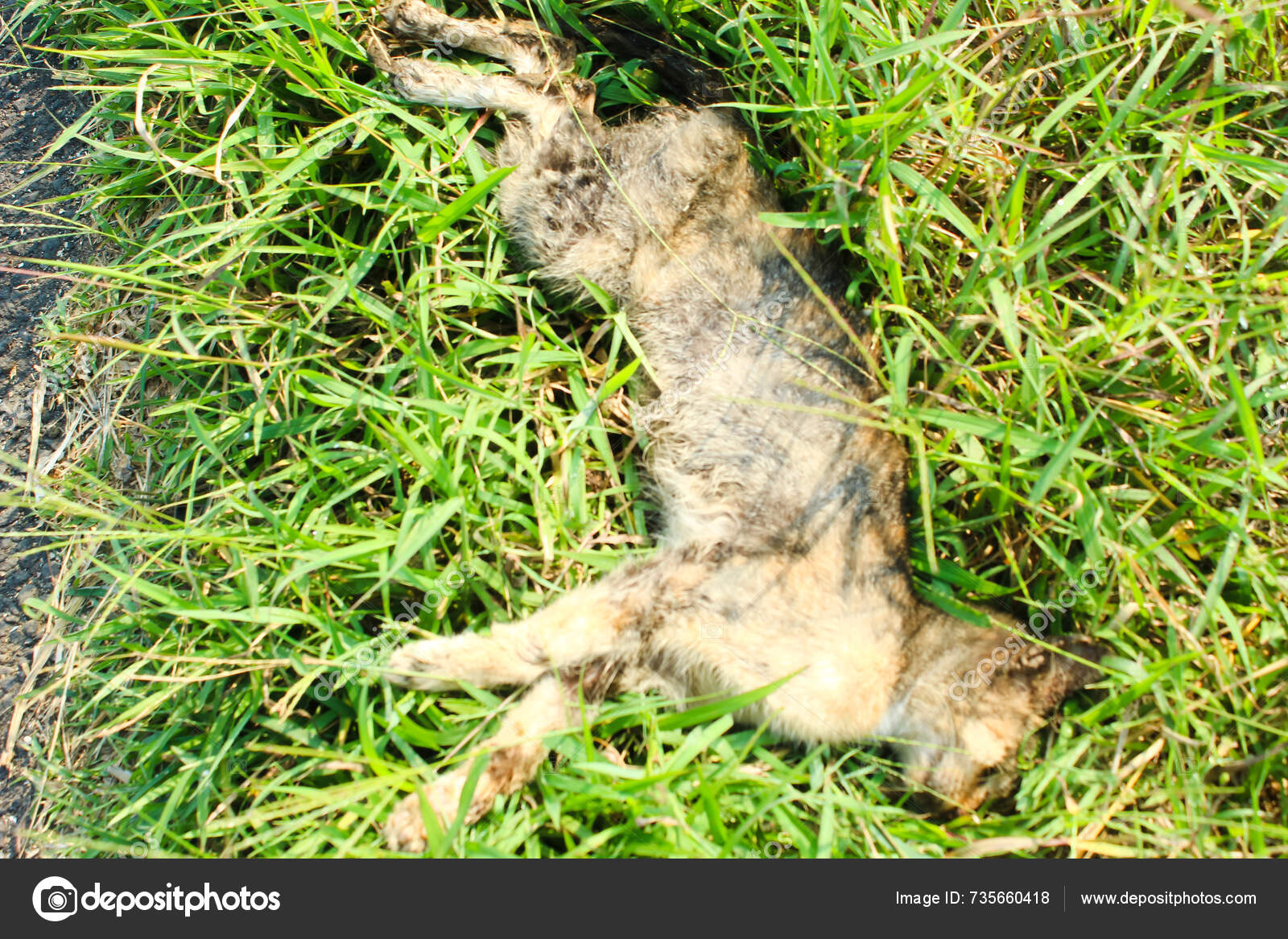 Dead Cat Cat Killed Road Car Close Dead Kitten Carcass — Stock Photo ...