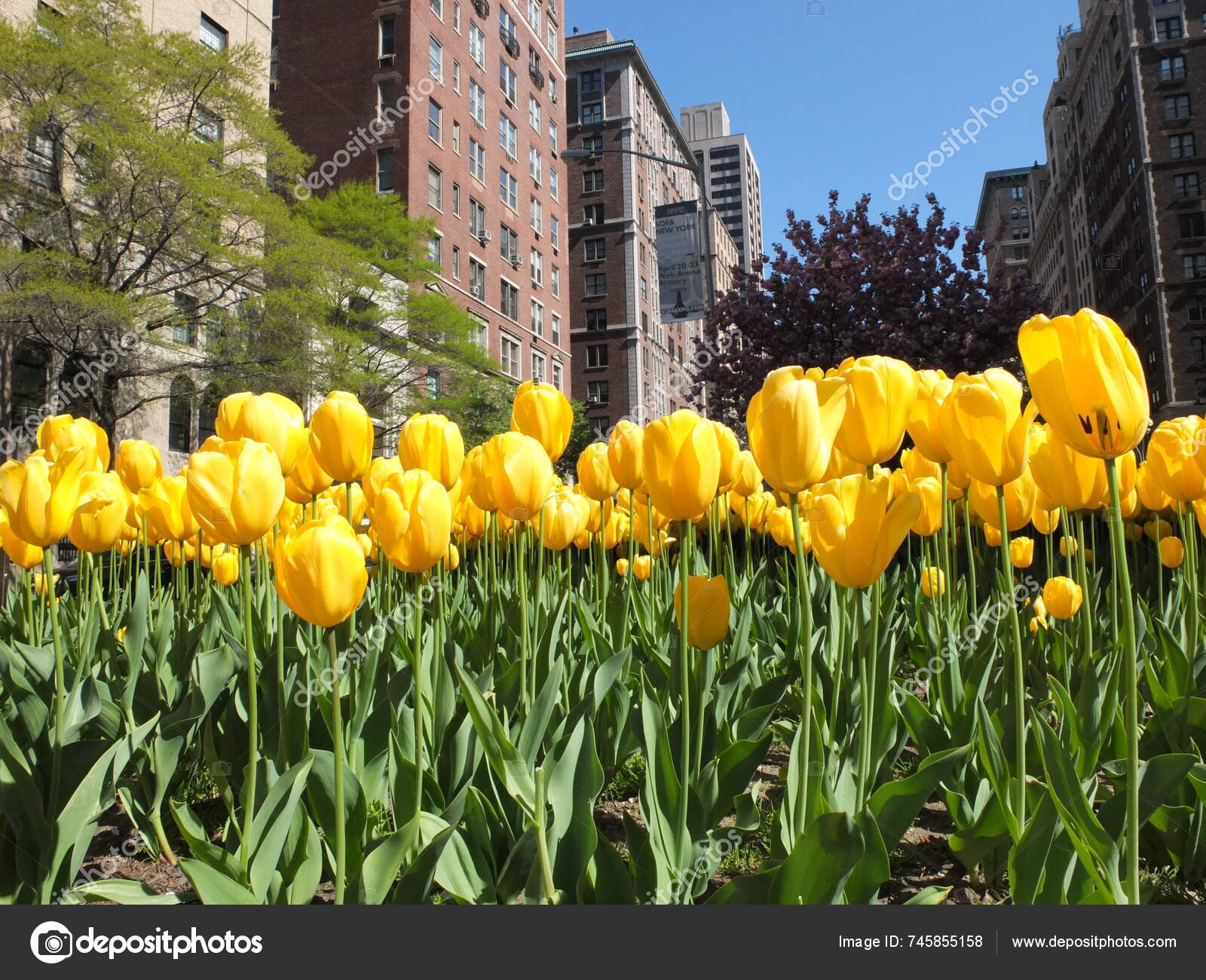 New York Usa 2012 Spring Tulips Flower Beds New York — Stock Editorial ...