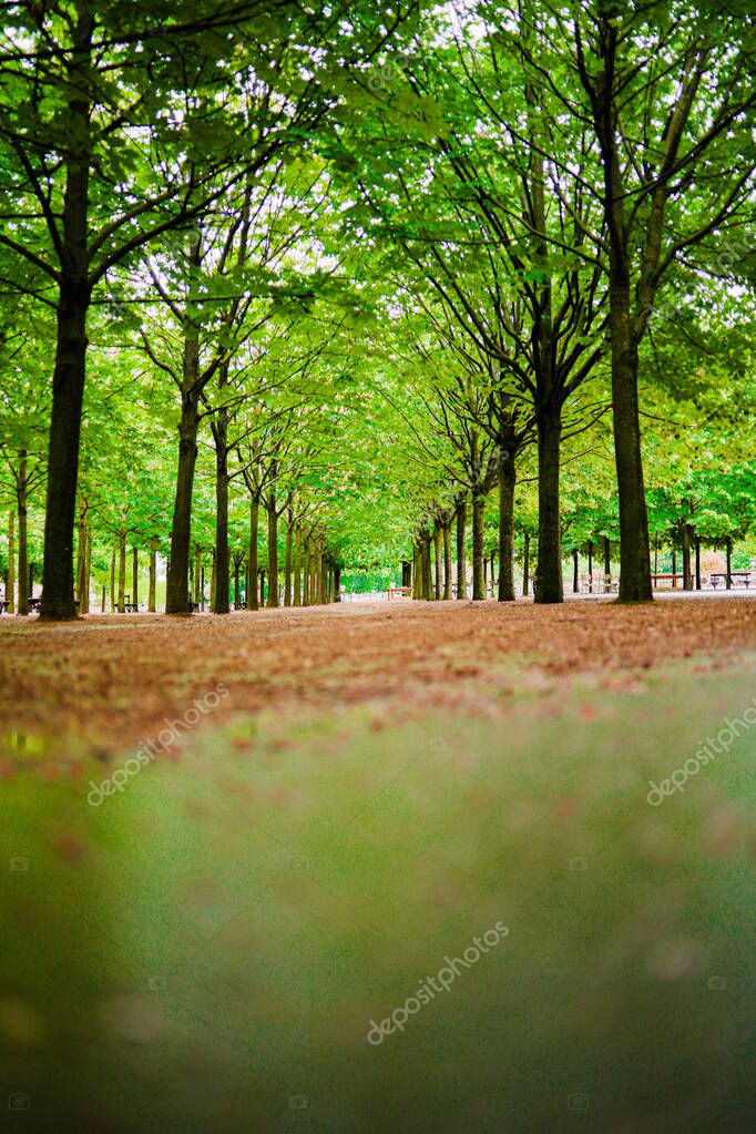 Vista a nivel de planta de una hilera de árboles con hojas verdes ...
