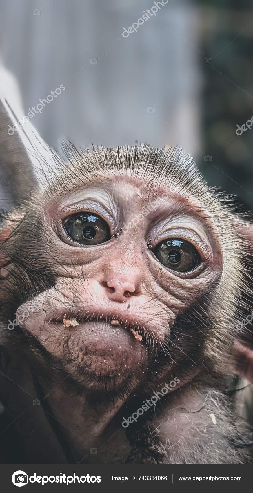 Closeup Shot Monkey — Stock Photo © NaimaK #743384066
